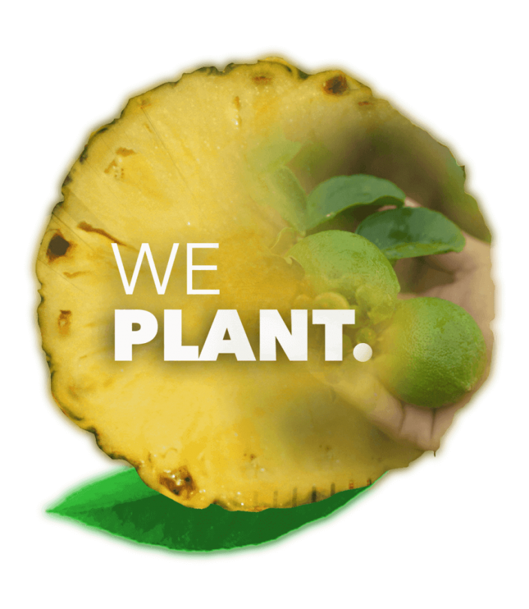 SicarFarms